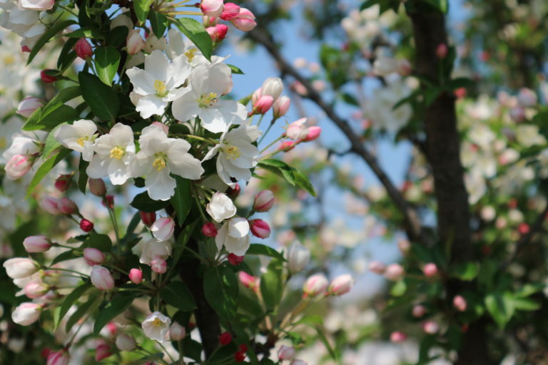 Imagine a world without flowers… – Growing 4 Life