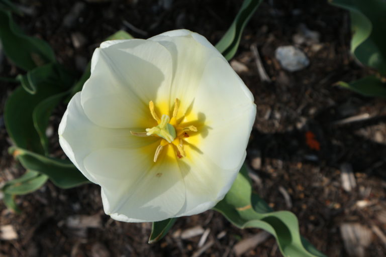 Imagine a world without flowers… – Growing 4 Life