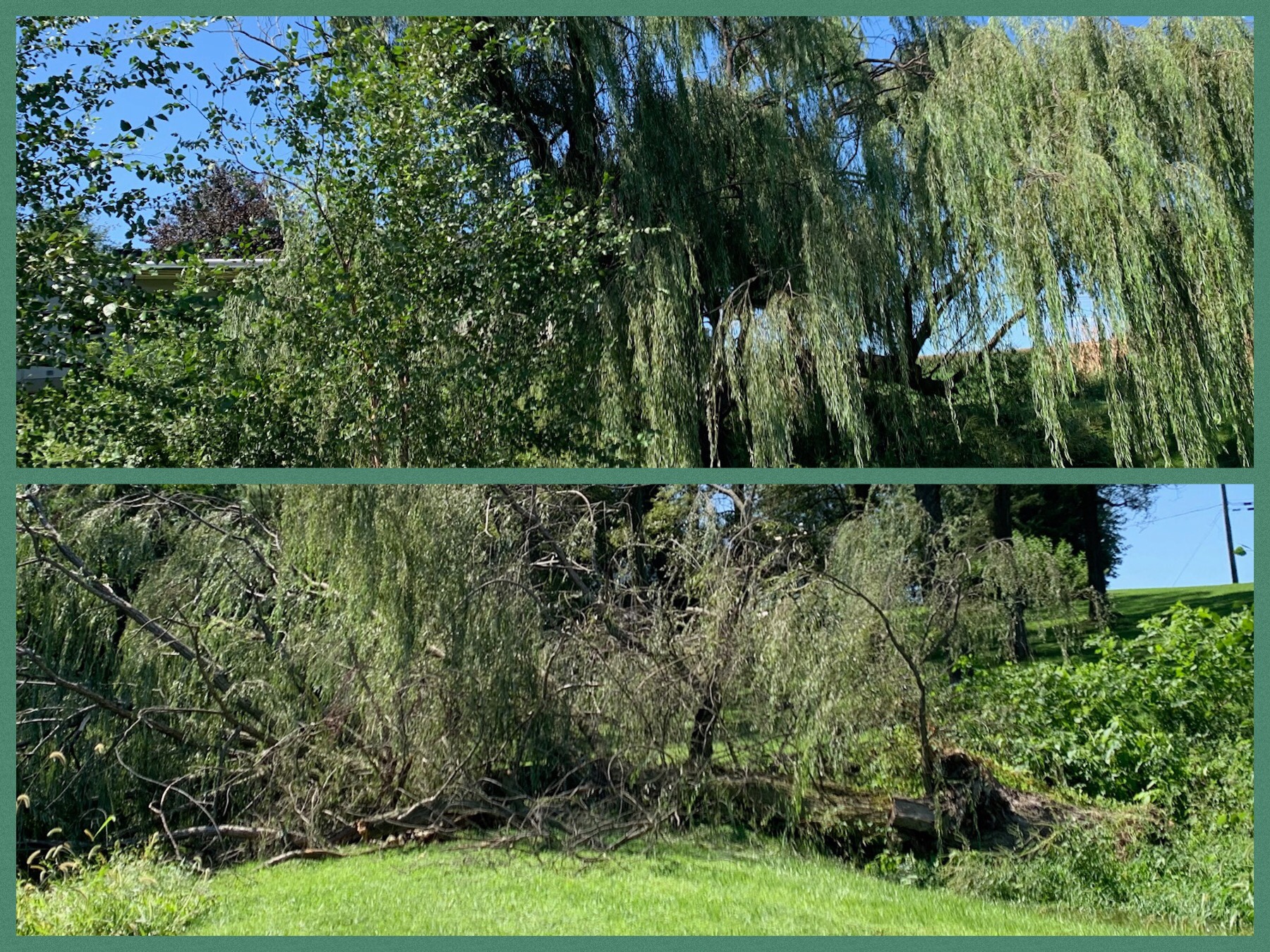 Favorite Trees Topple and So Do Favorite People – Growing 4 Life