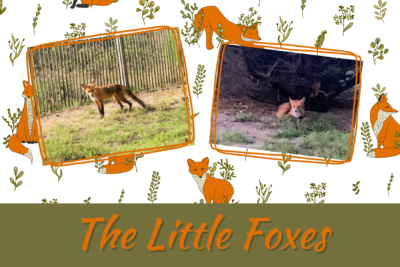 The Little Foxes – Growing 4 Life